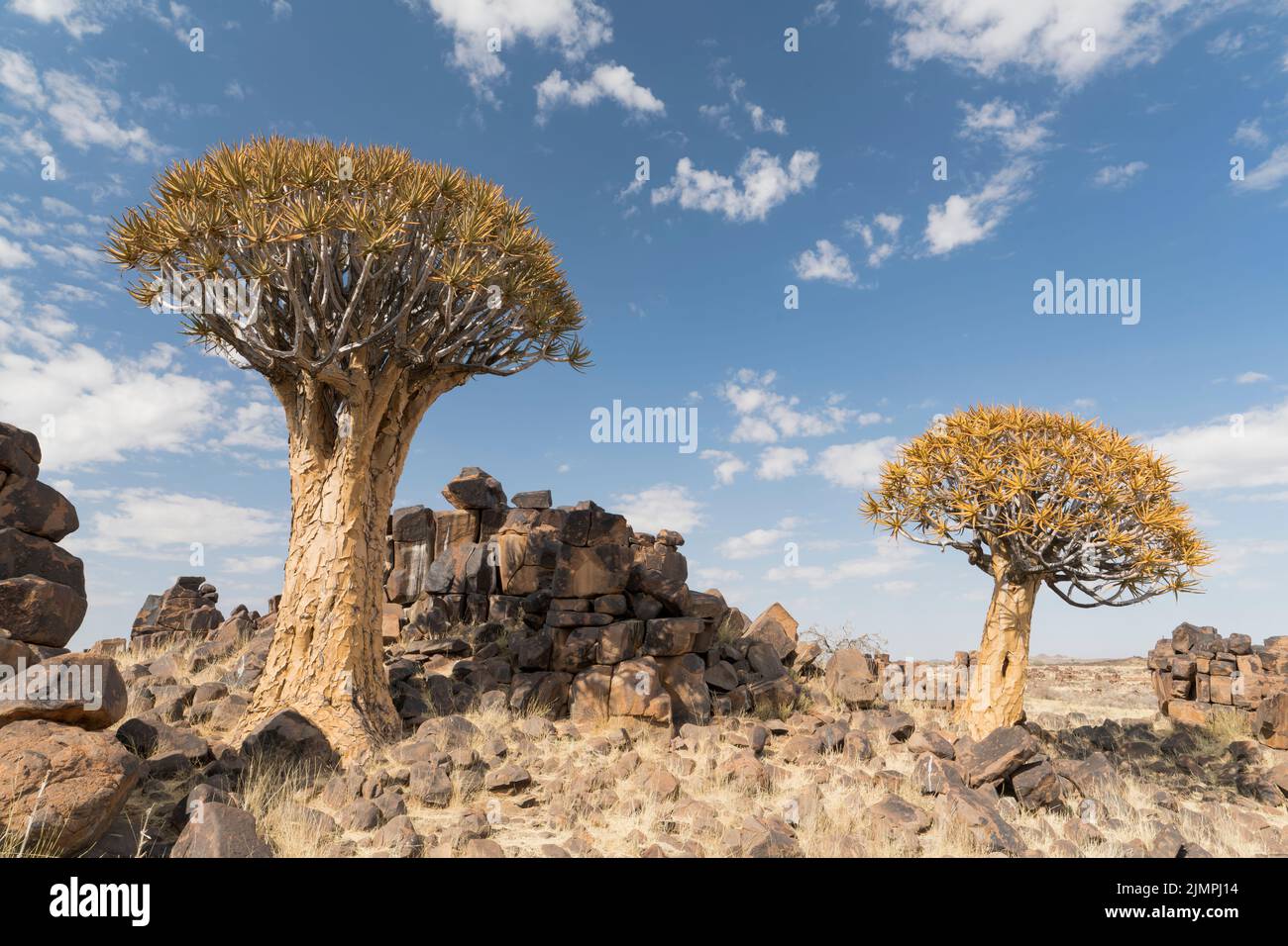 landscape of quiver trees growing among boulders on the ground, Namibia ...