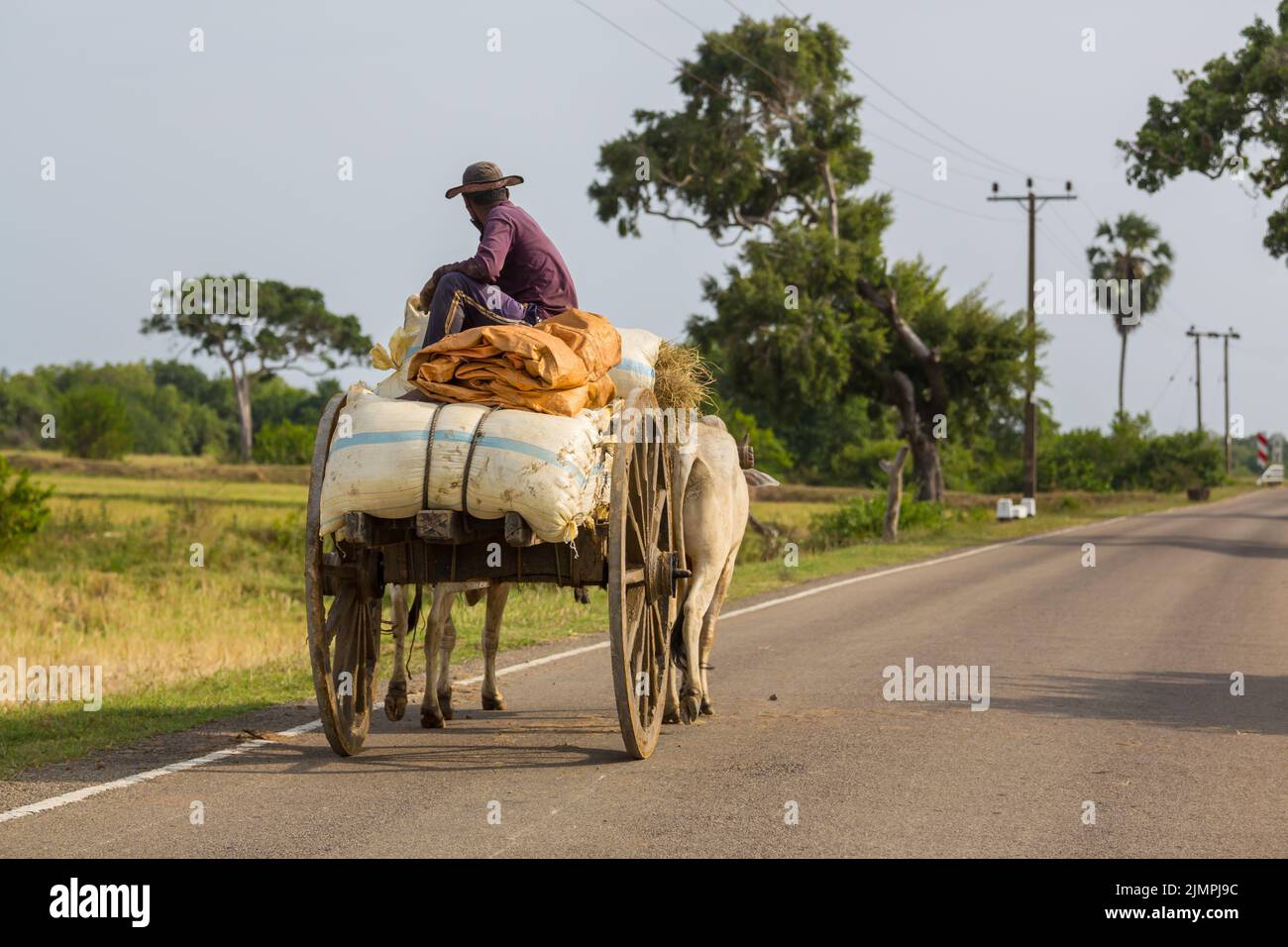 Animal powered vehicle hi-res stock photography and images - Alamy