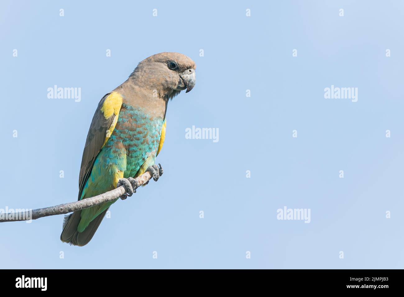 Ruppells parrots hi-res stock photography and images - Alamy
