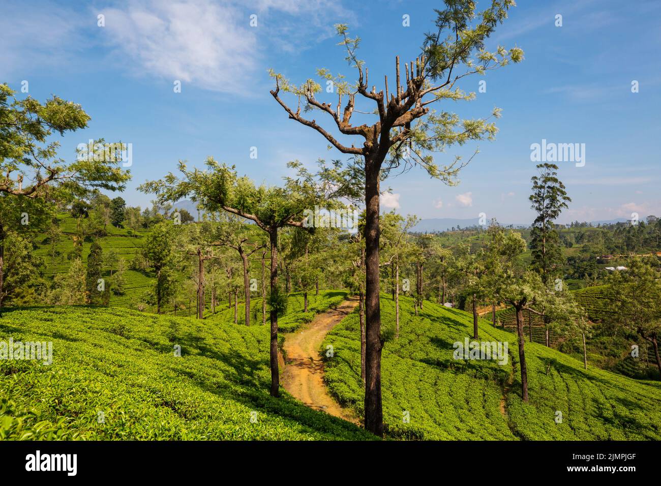 Asian plantation hi-res stock photography and images - Alamy