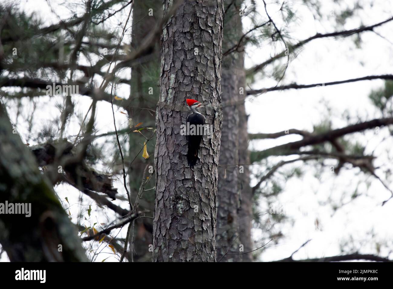Male pileated woodpecker (Dryocopus pileatus) looking around curiously ...