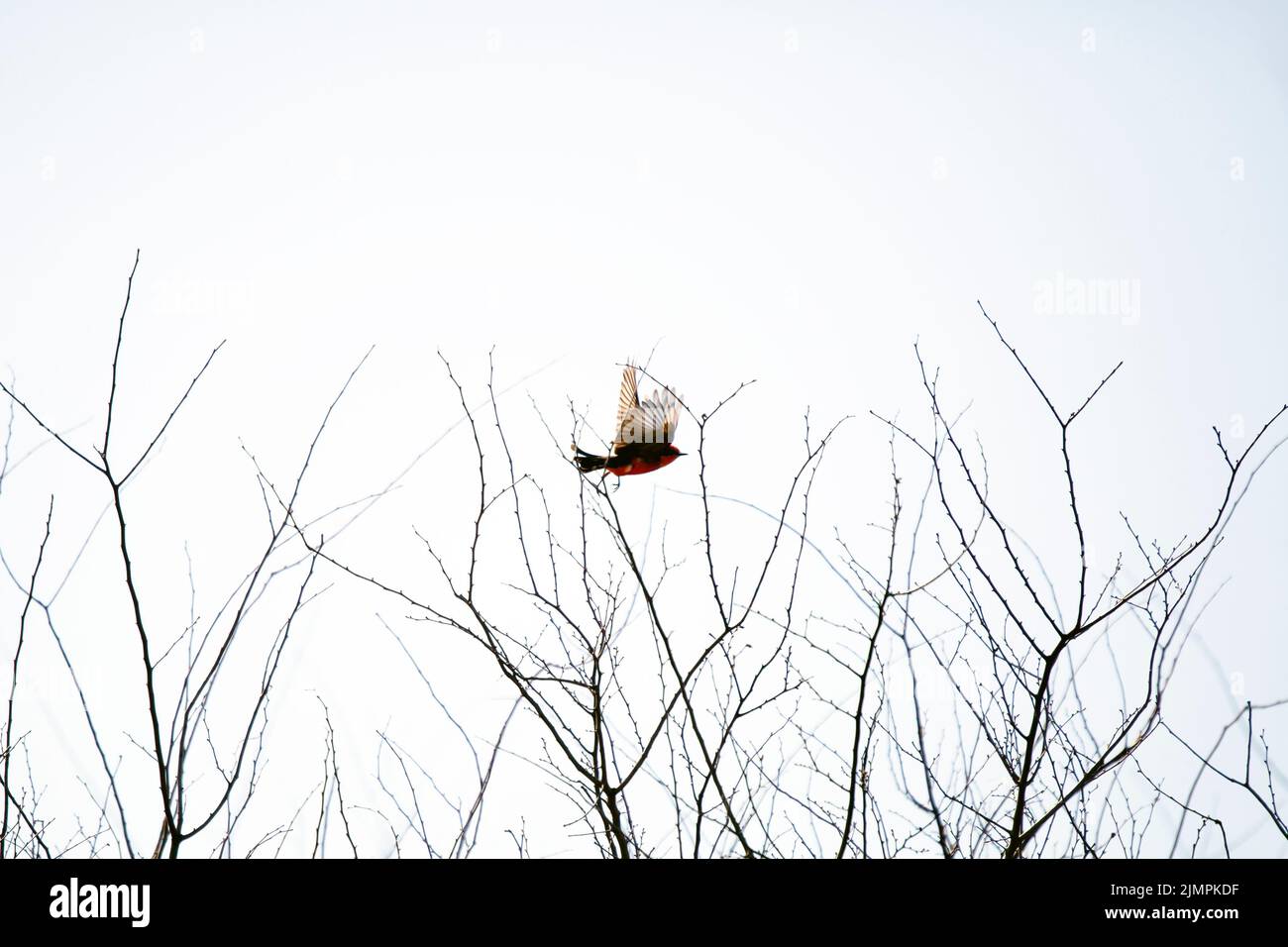 Pyrocephalus obscurus hi-res stock photography and images - Alamy