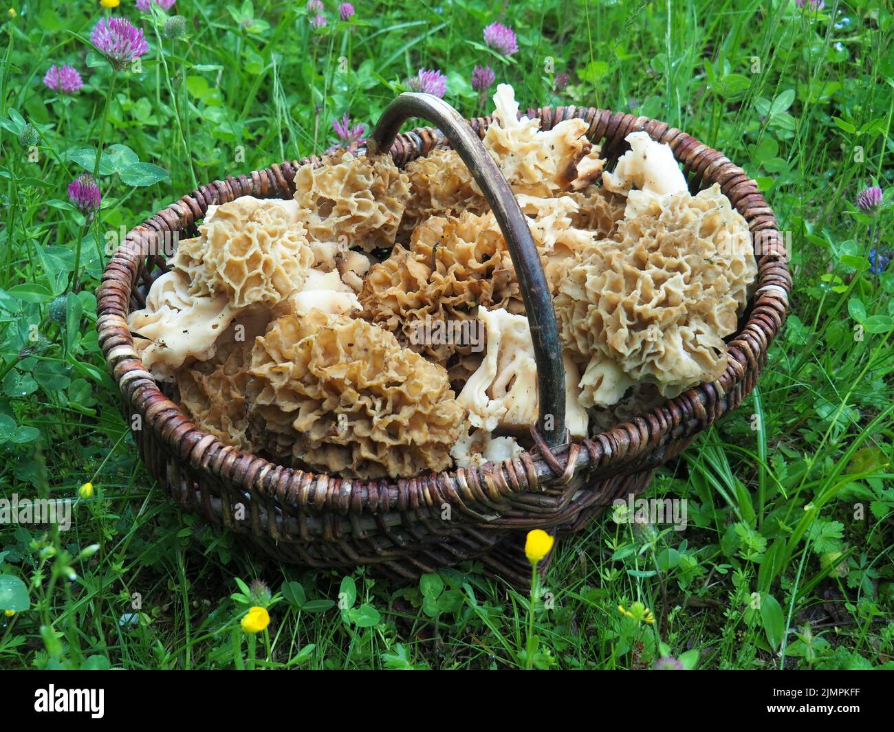 Basket with true morels Stock Photo - Alamy