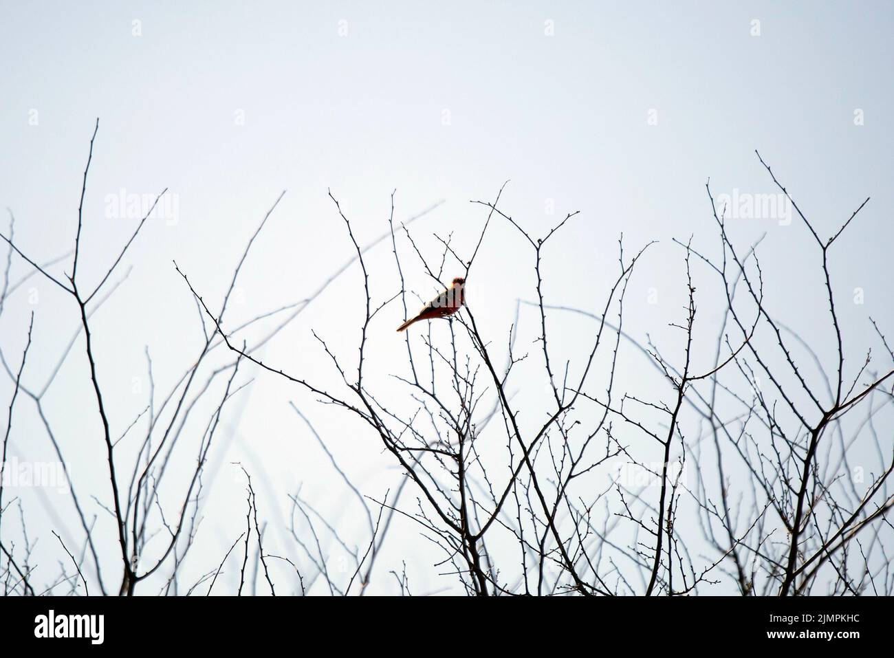 Vermillion flycatcher (Pyrocephalus obscurus) looking out from its ...
