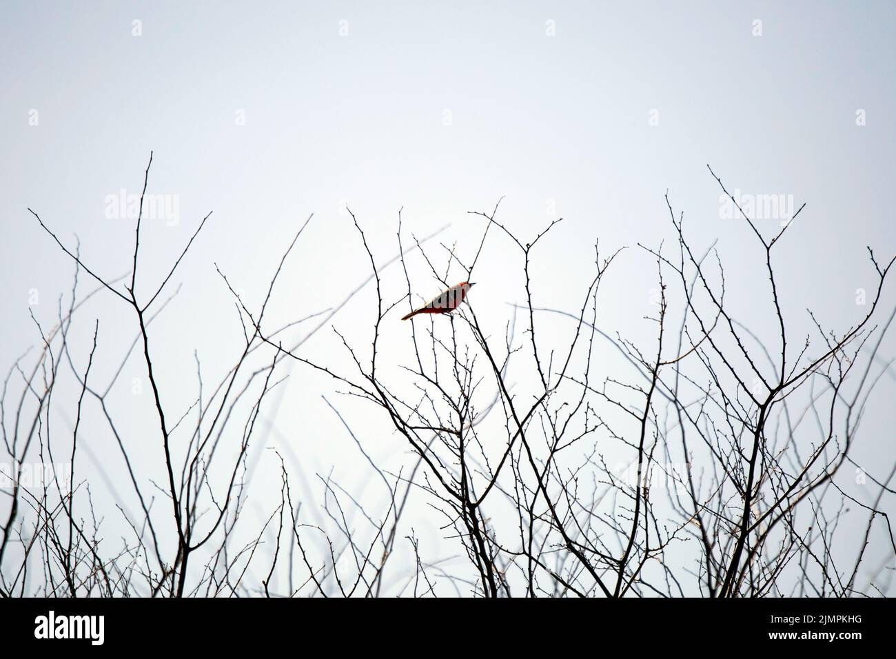 Curious vermillion flycatcher (Pyrocephalus obscurus) looking around ...