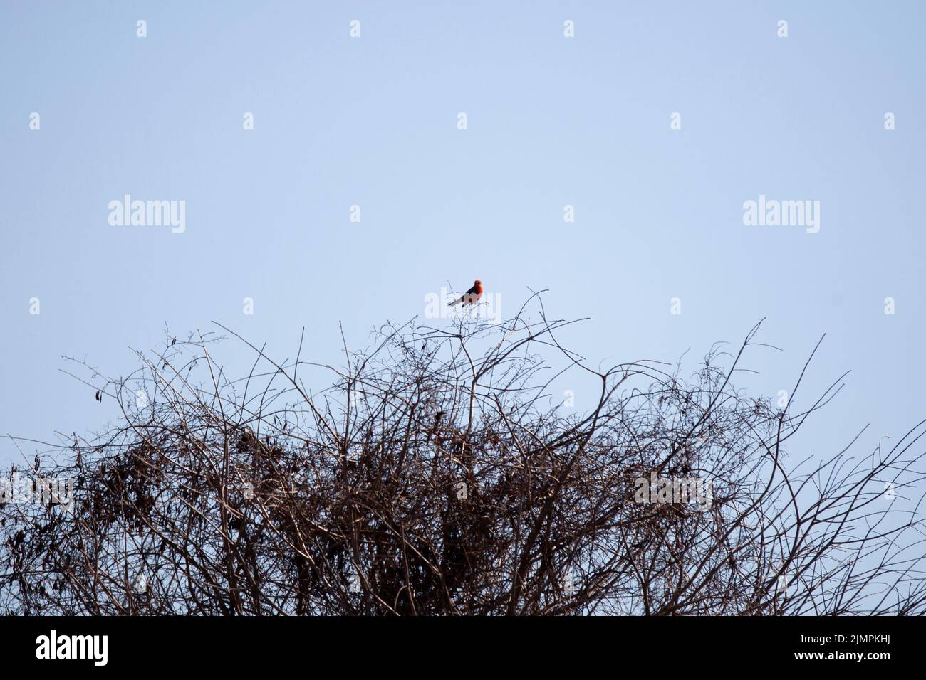 Pyrocephalus obscurus hi-res stock photography and images - Alamy