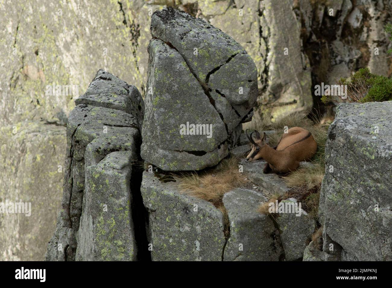 Chamois dans les Vosges Stock Photo - Alamy