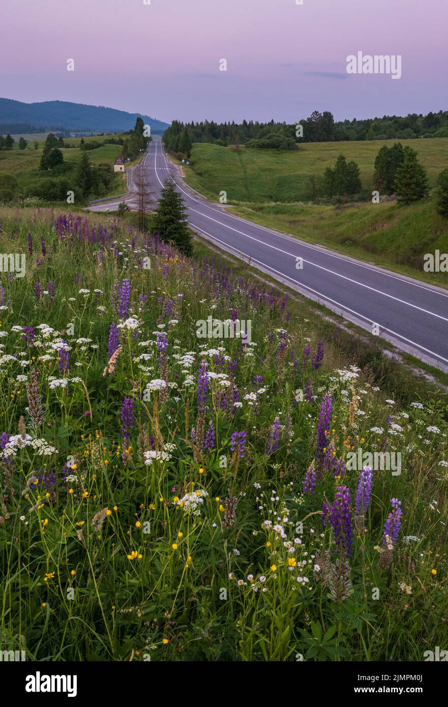 Twilight June Carpathian mountain countryside meadows. with beautiful ...