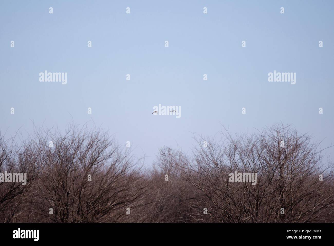 Drake and hen bufflehead ducks (Bucephala albeola) in flight over a ...