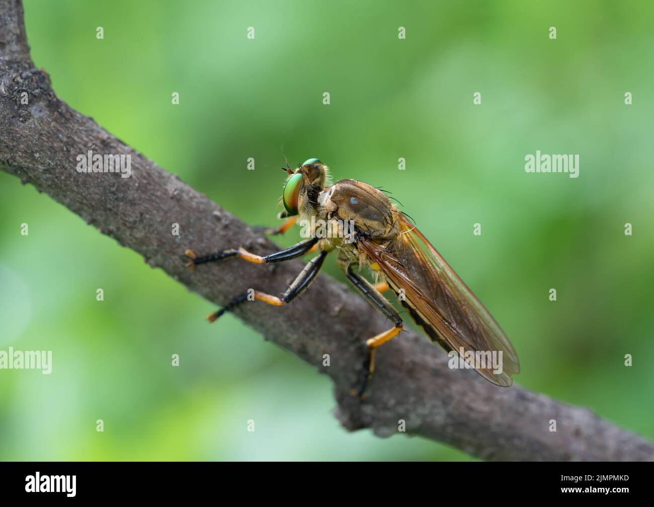 Yellow robber fly with prey hi-res stock photography and images - Alamy