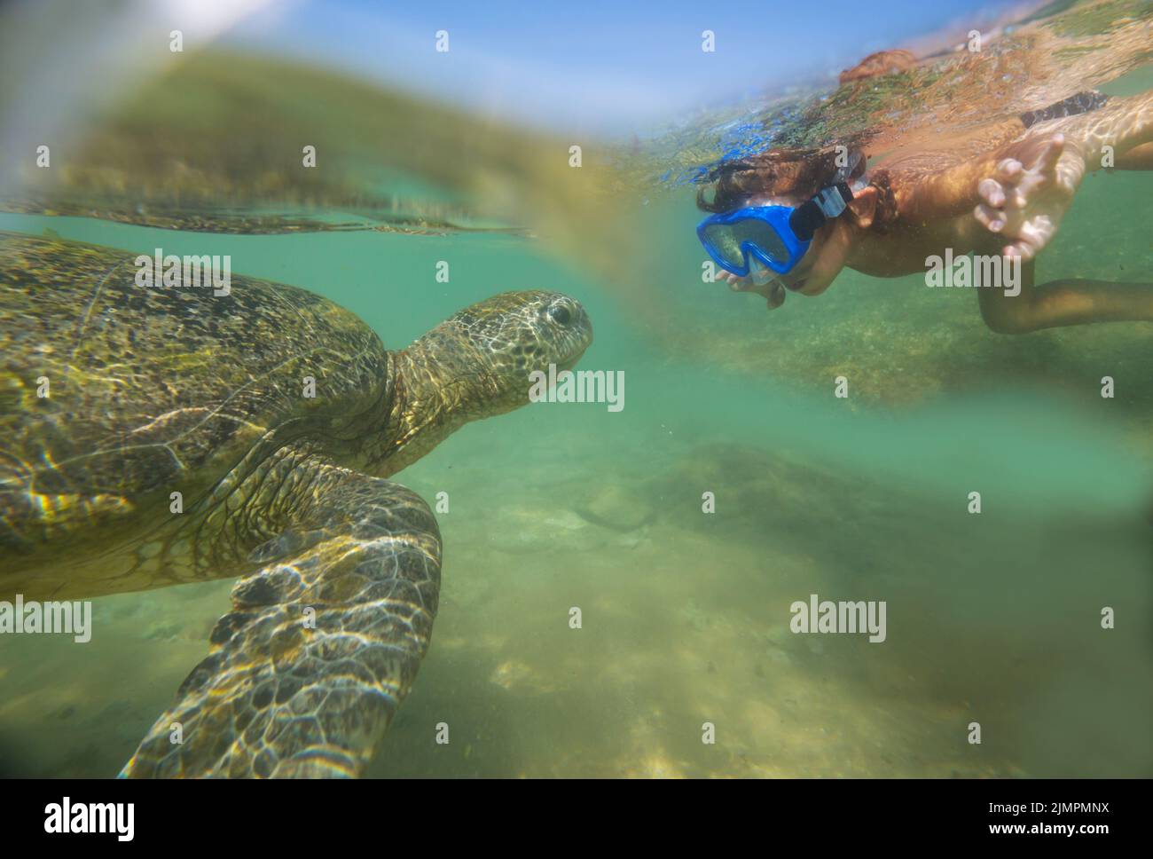 Turtle and boy Stock Photo - Alamy