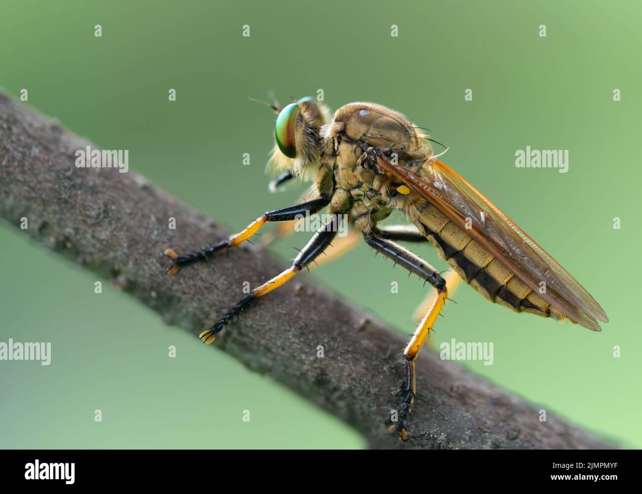 Yellow robber fly with prey hi-res stock photography and images - Alamy