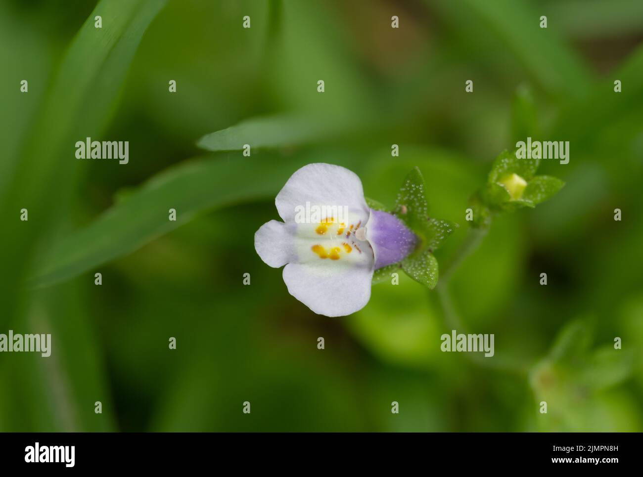 Tiny Mazus Pumilus flower, commonly called Japanese Mazus. The flower ...