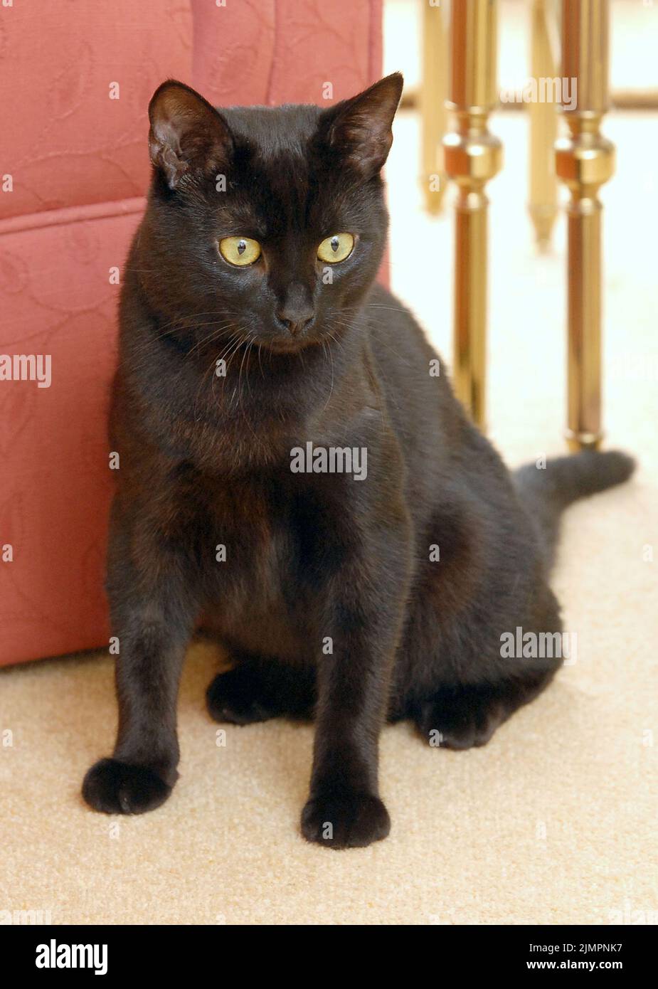 'Jack' the 8 month old stray cat who received £1500 worth of surgery ...