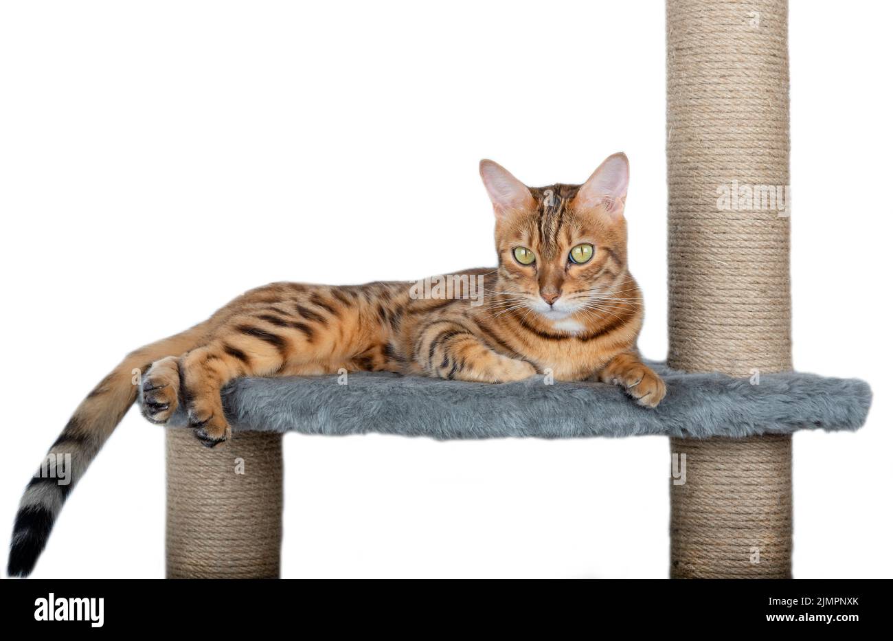Scratching post and bengal cat lying on it Stock Photo - Alamy