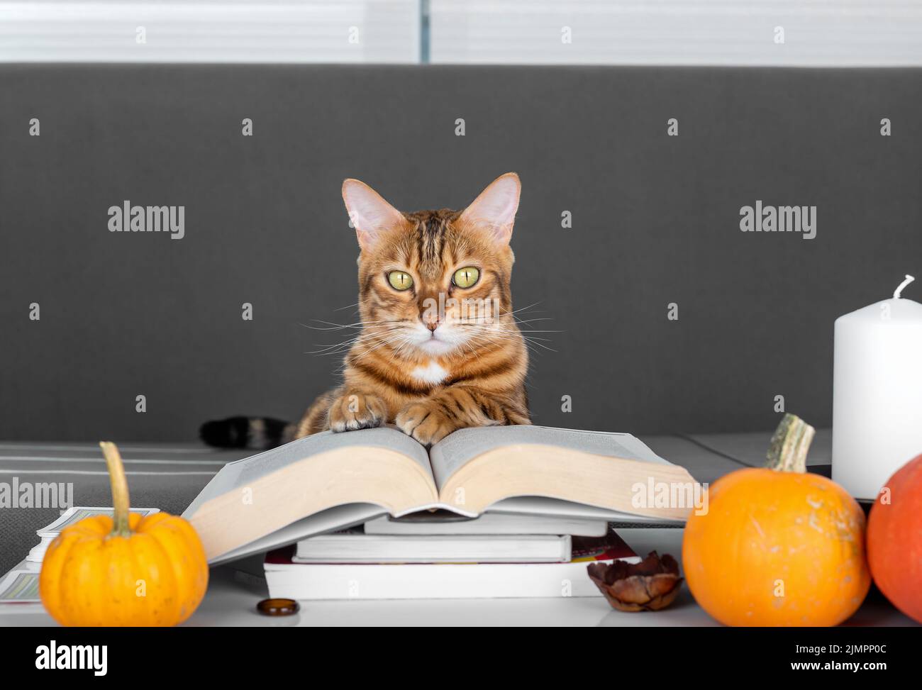 A stack of books, orange pumpkins and a pet cat Stock Photo - Alamy