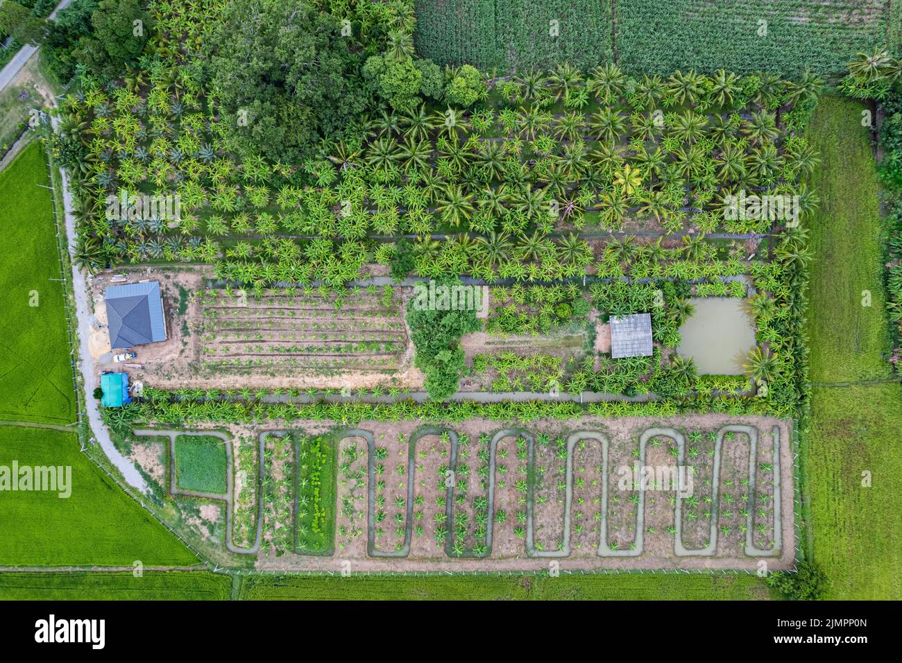 Top view of agroforestry row of mixed plant and fruit plantation in ...