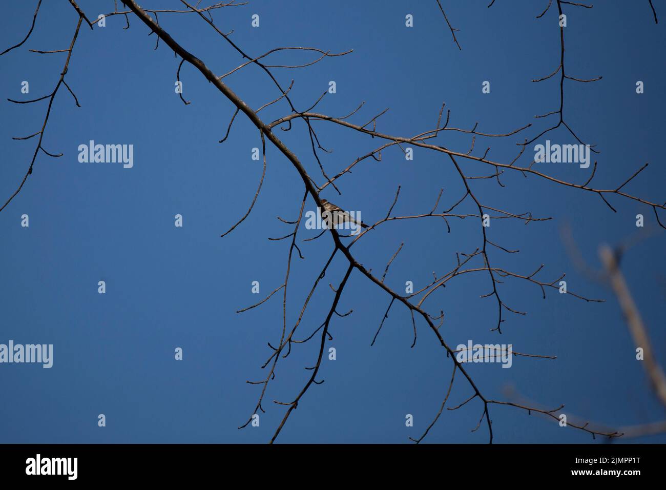 Chipping sparrow (Spizella passerina) looking out past a tree limb ...