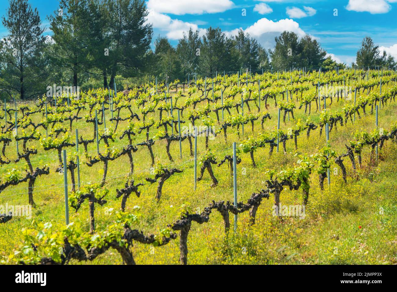 Field of green grapes Stock Photo - Alamy