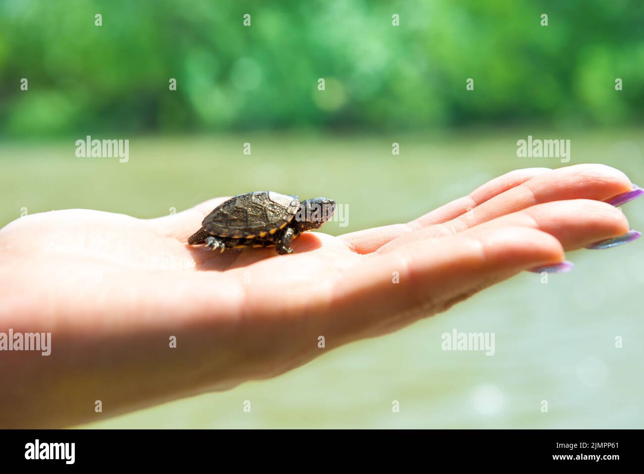 Turtle zoology hi-res stock photography and images - Alamy