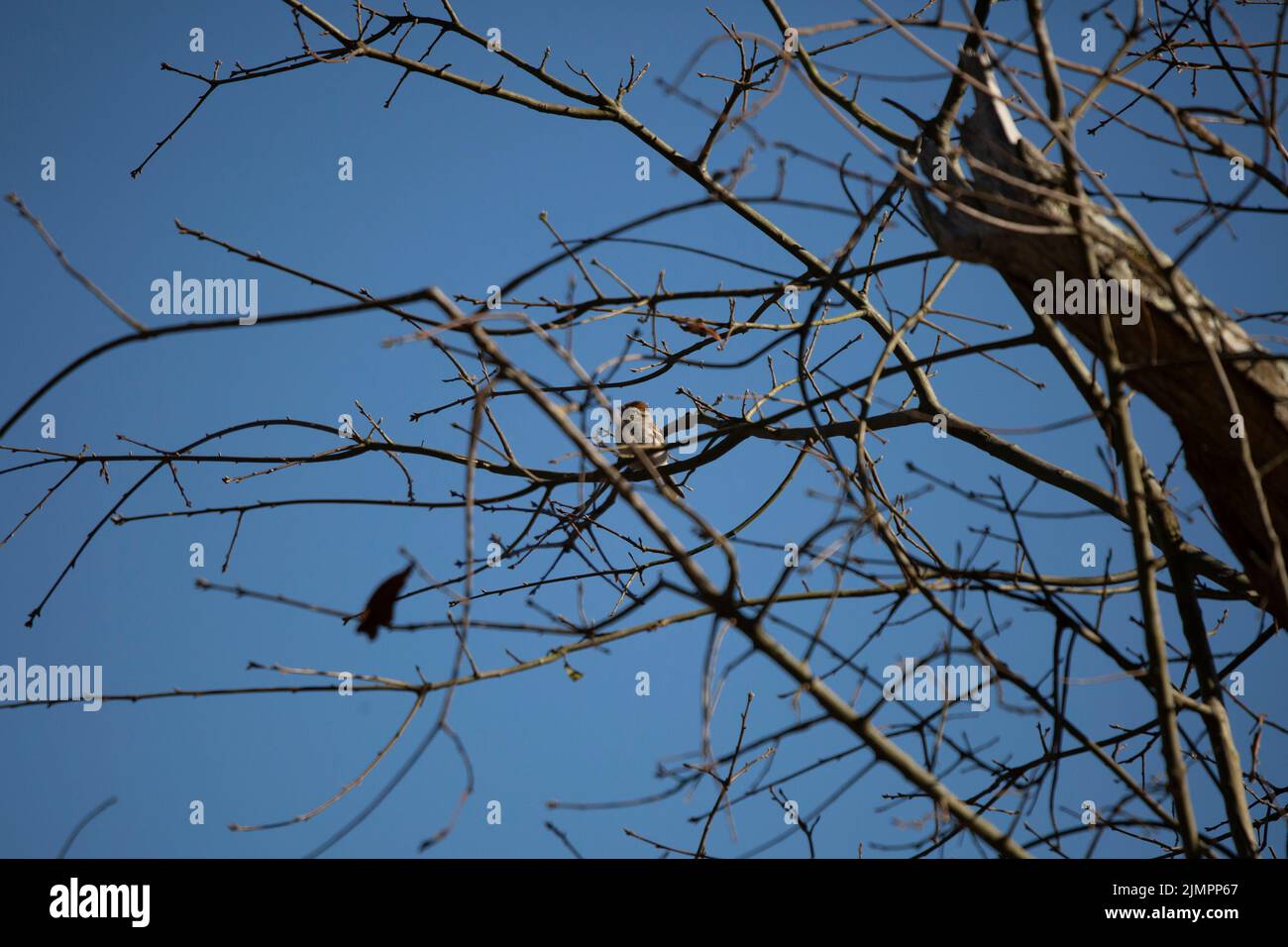 Majestic chipping sparrow (Spizella passerina) looking out from its ...