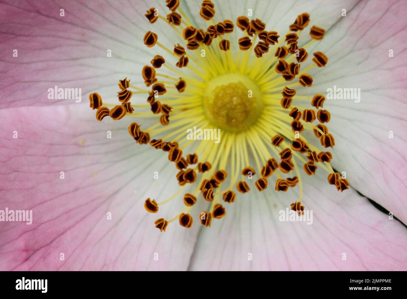 A macro shot of a pink Wild Rose anther with details Stock Photo - Alamy
