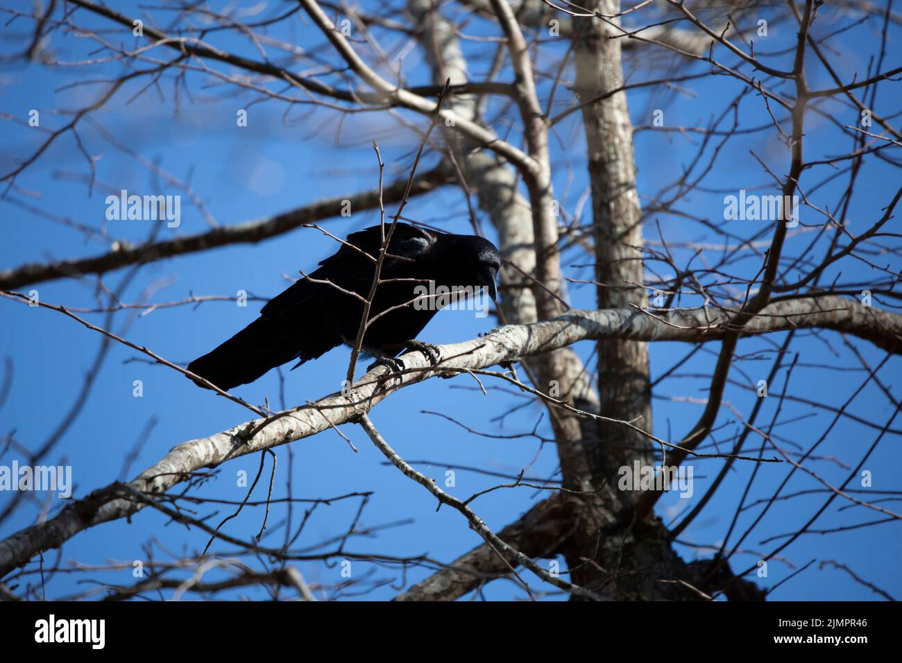 Curious fish crow (Corvus ossifragus) looking down from its perch on a ...