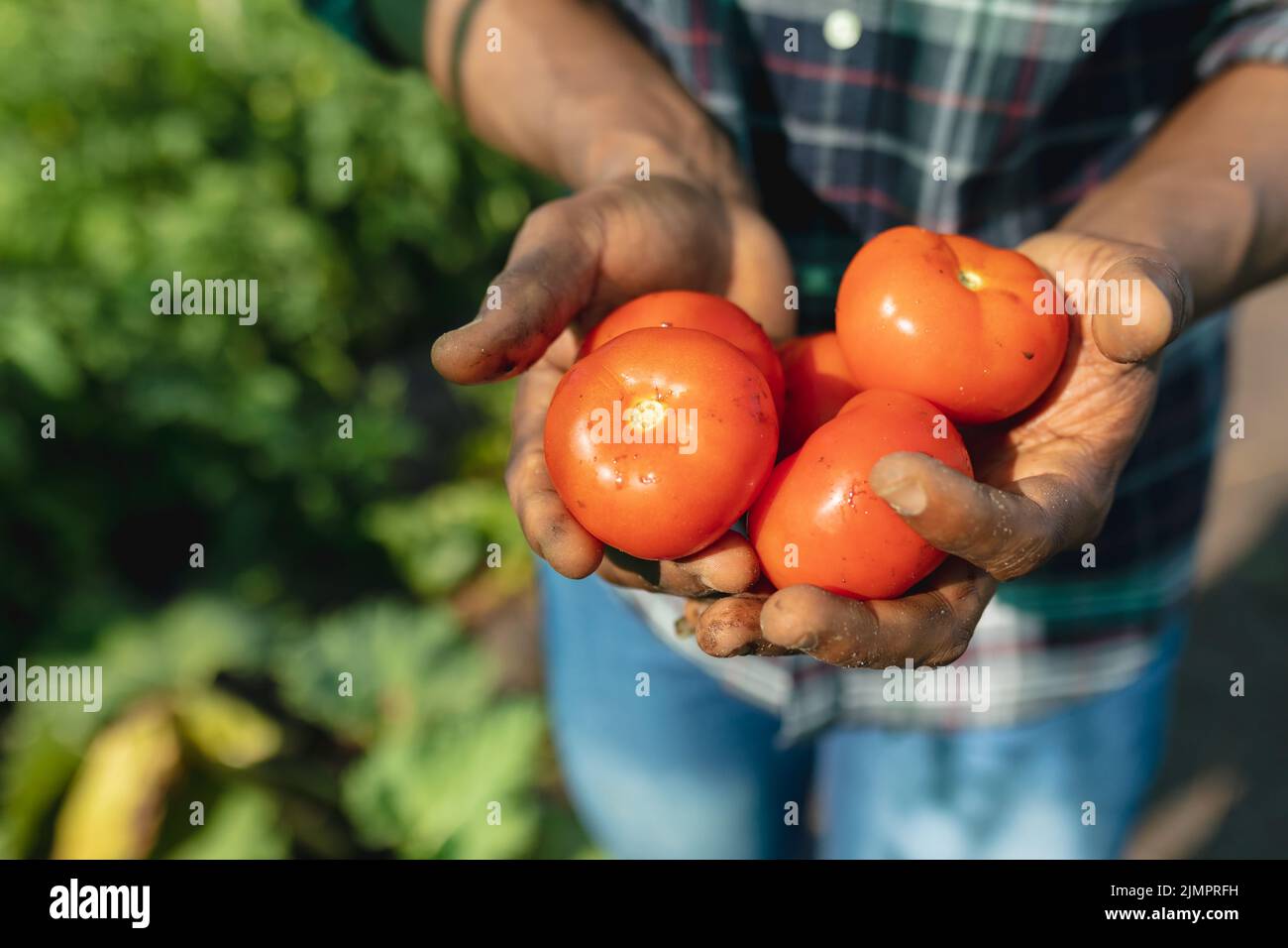 African american farmer corn hi-res stock photography and images - Alamy