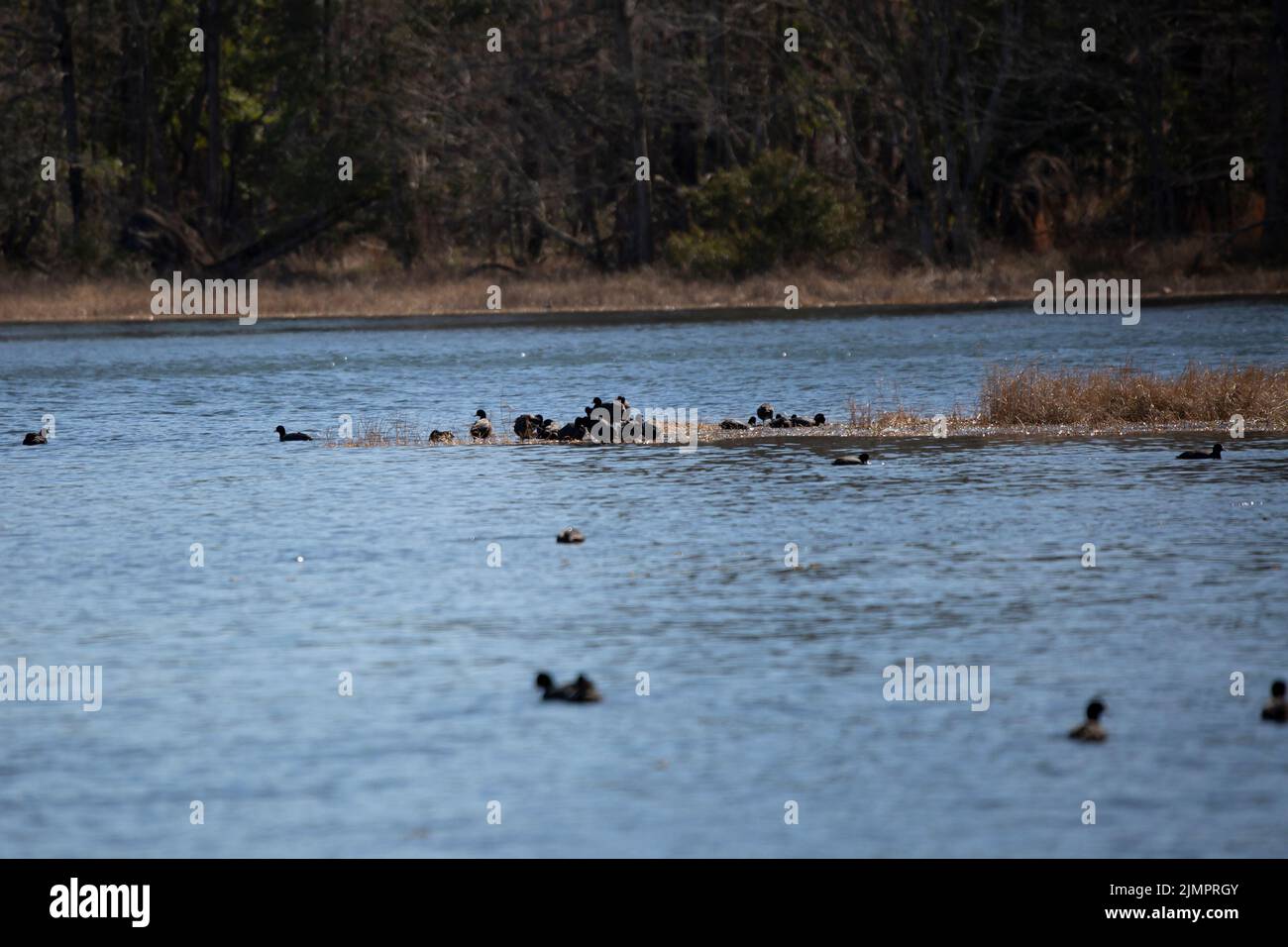 Flock of American coots (Fulica americana) on an island of dried ...