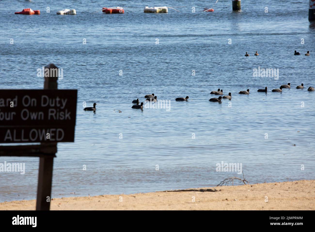 Flock of American coots (Fulica americana) swimming in blue water Stock ...