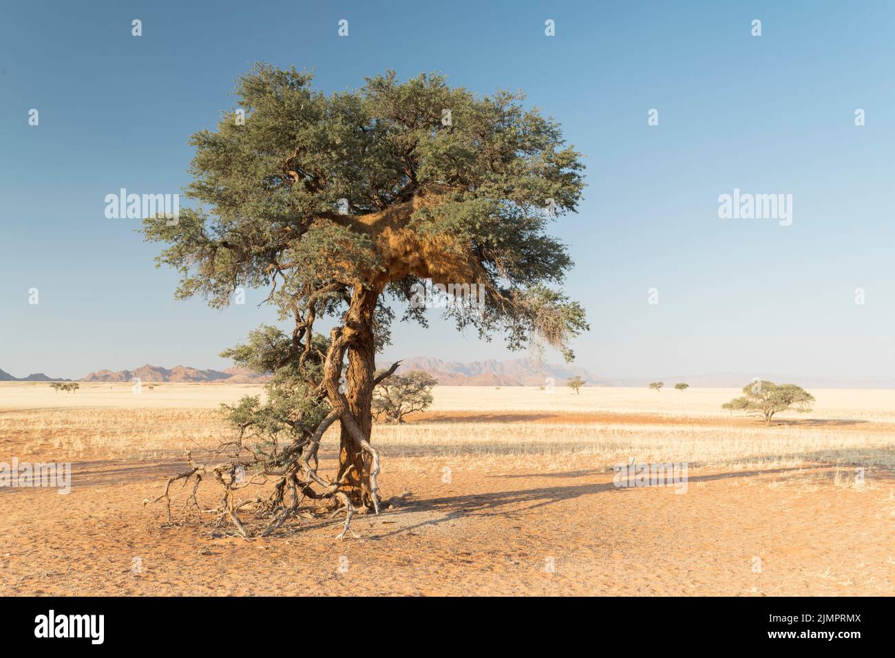 Sociable Weaver, Philetairus socius, showing large communal nest in ...