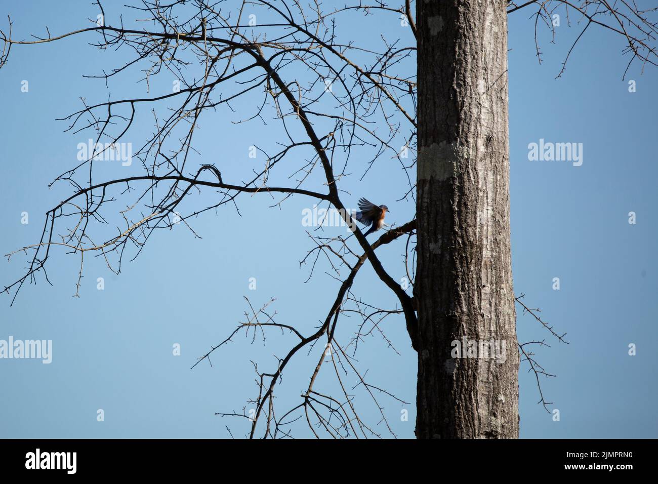 Eastern bluebird (Sialia sialis) landing on a tree branch Stock Photo ...