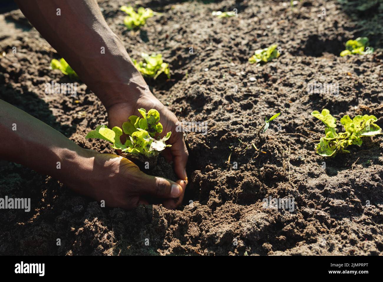 Cropped hands of african american mid adult male farmer planting ...