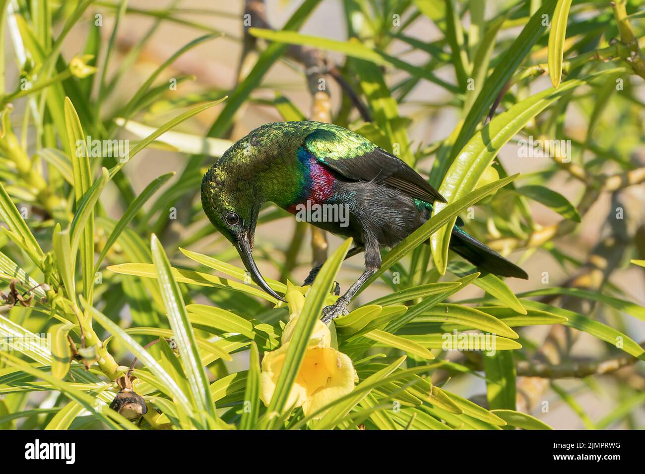 Marico Sunbird, Cinnyris mariquensis, single adult male feeding on ...
