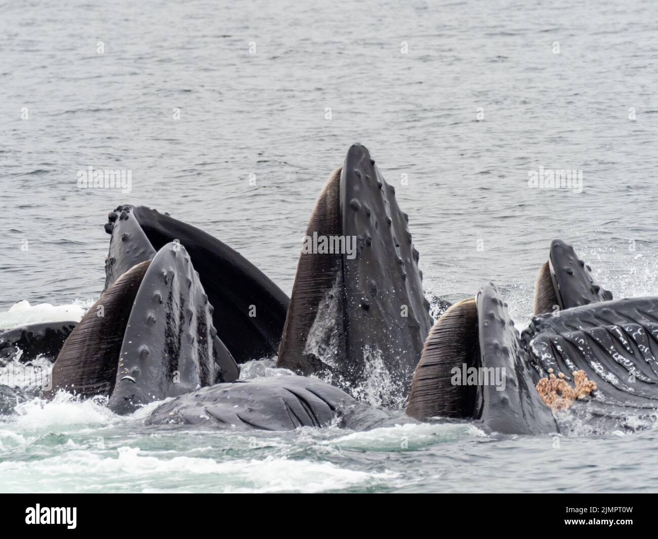Humpback whale, Megaptera novaeangliae, bubblenet feeding in the waters ...