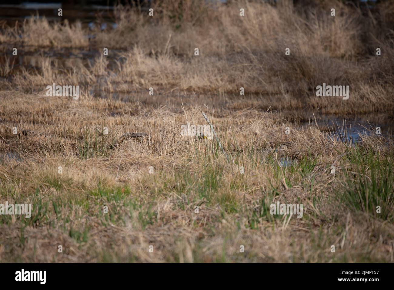 Hidden mallard drake and hen (alive, animal, Aves, background, beak ...