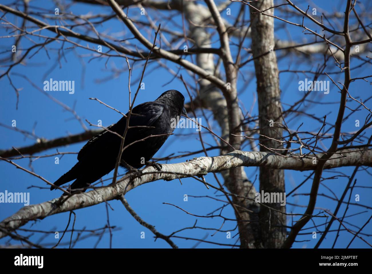Curious fish crow (Corvus ossifragus) looking around from its perch on ...