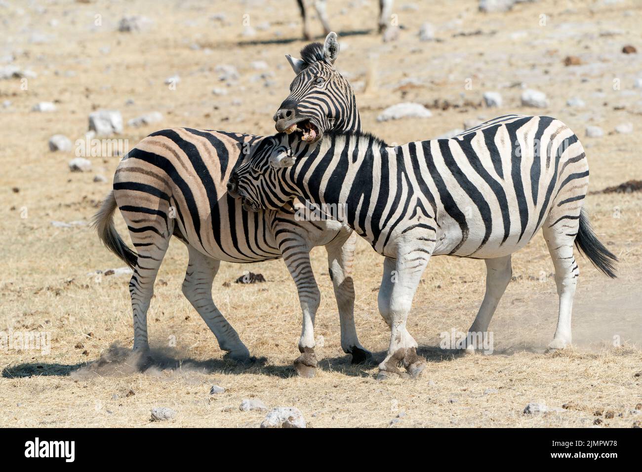 Zebra competition hi-res stock photography and images - Alamy