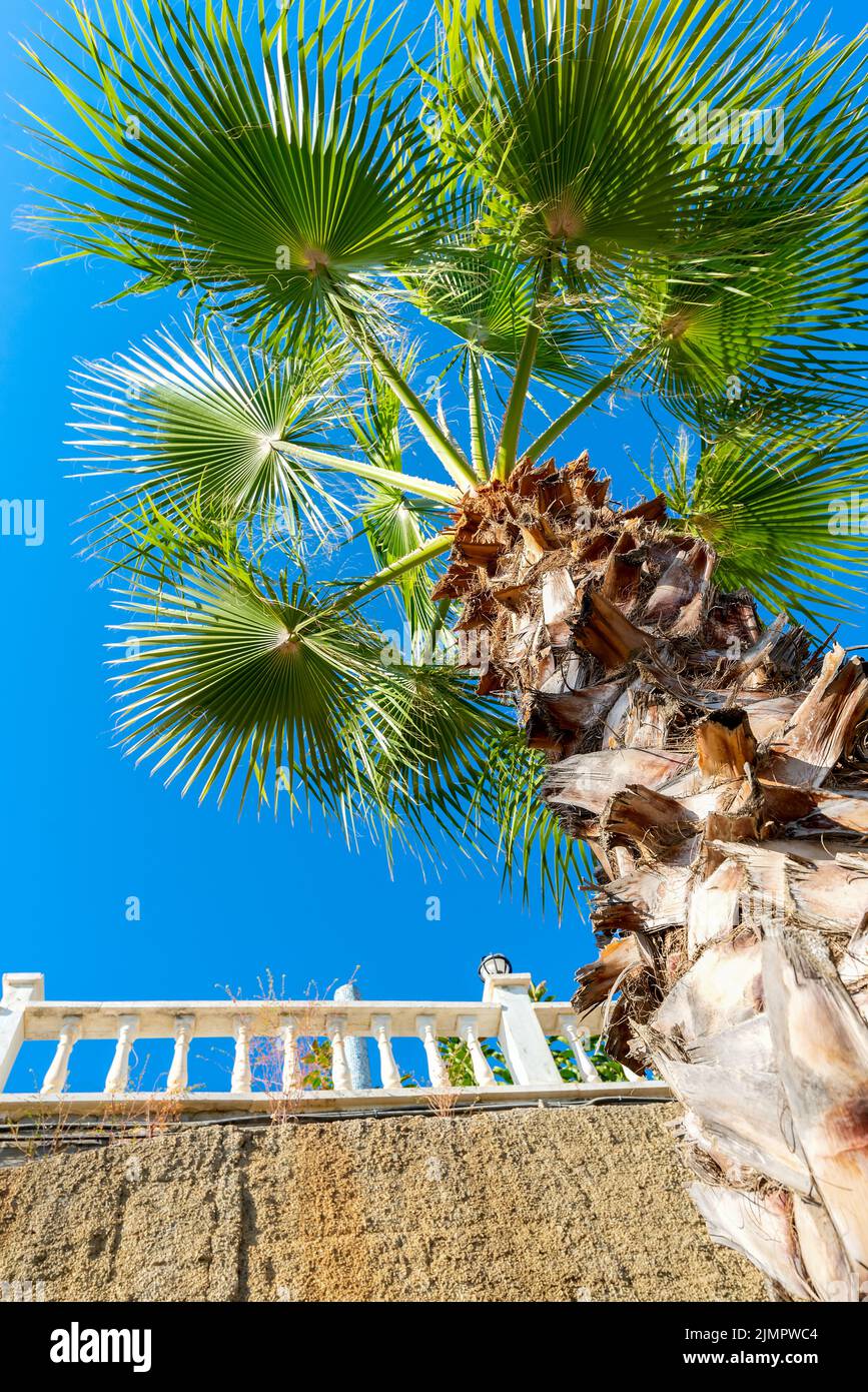 Bottom view of a palm tree against the blue sky Stock Photo - Alamy