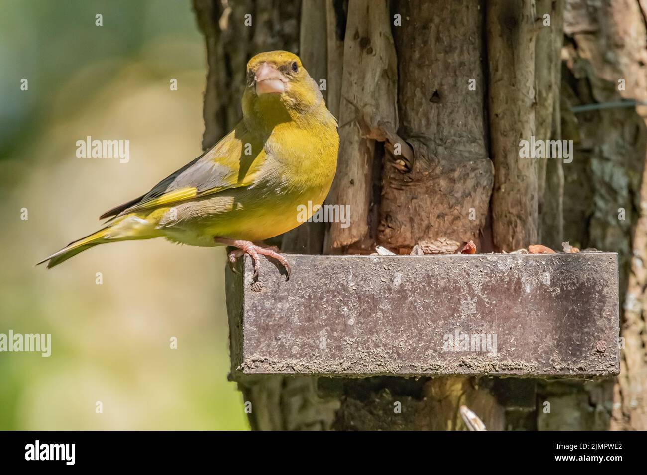 Kra ftiger schnabel hi-res stock photography and images - Alamy