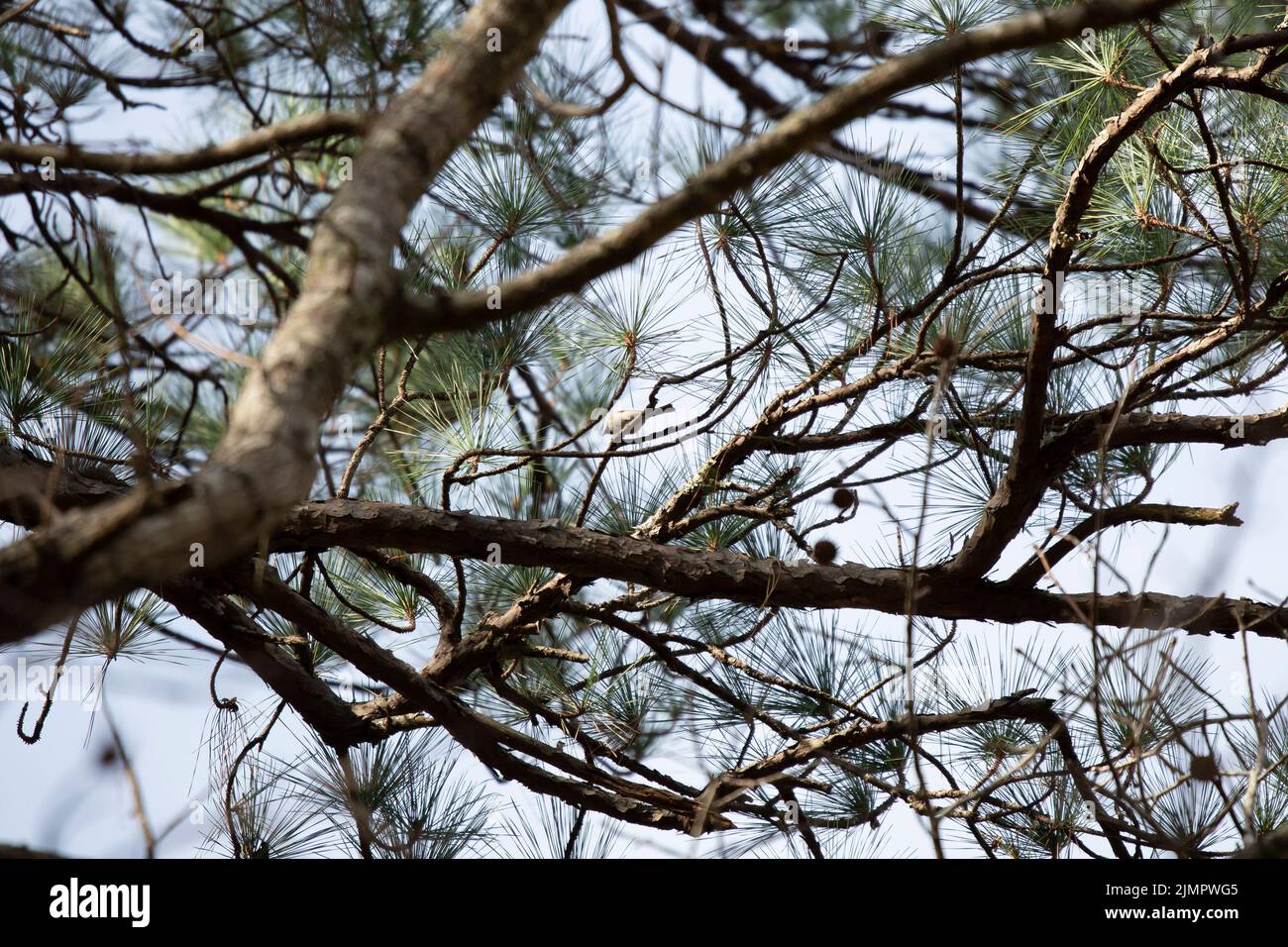 Tiny Carolina chickadee (Poecile carolinensis) in a pine tree Stock ...