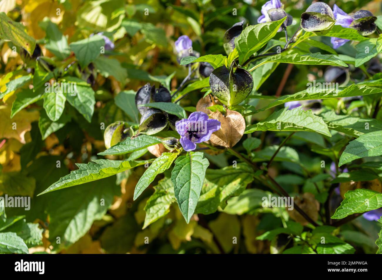 A blueish flower with darker markings around the center of from a shoo ...
