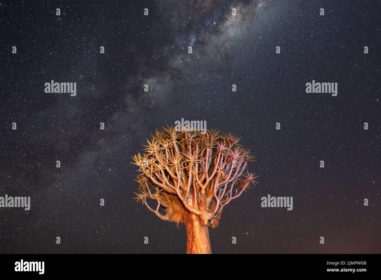 milky way and stars with quiver trees in foreground, growing among ...