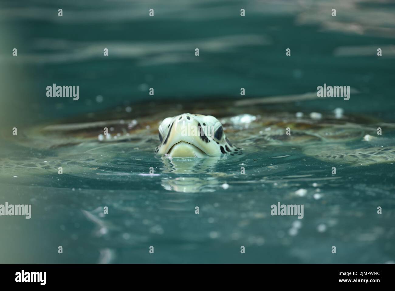 Chonburi, Thailand. 06th Aug, 2022. Sea Turtle Conservation Center is ...