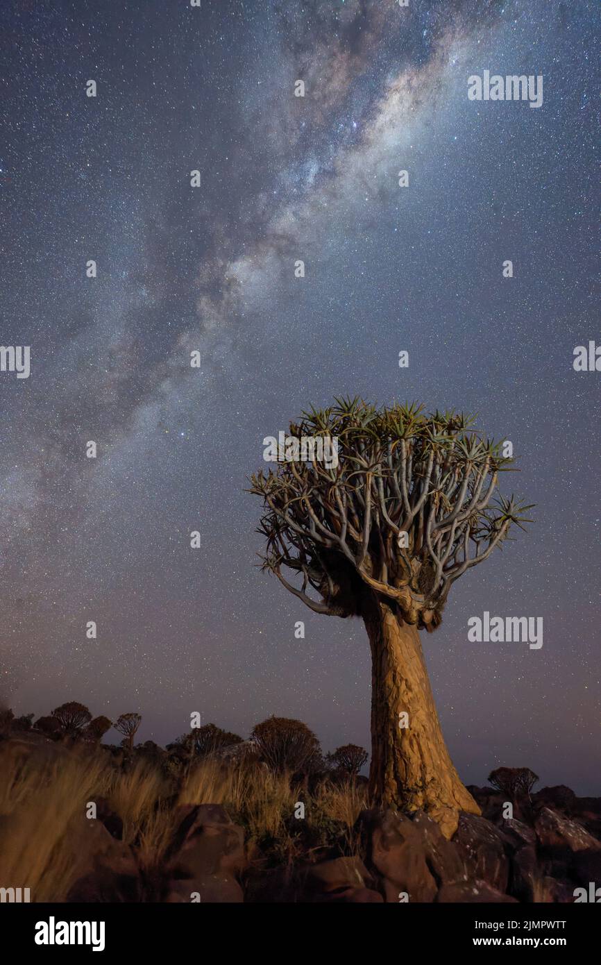 milky way and stars with quiver trees in foreground, growing among ...