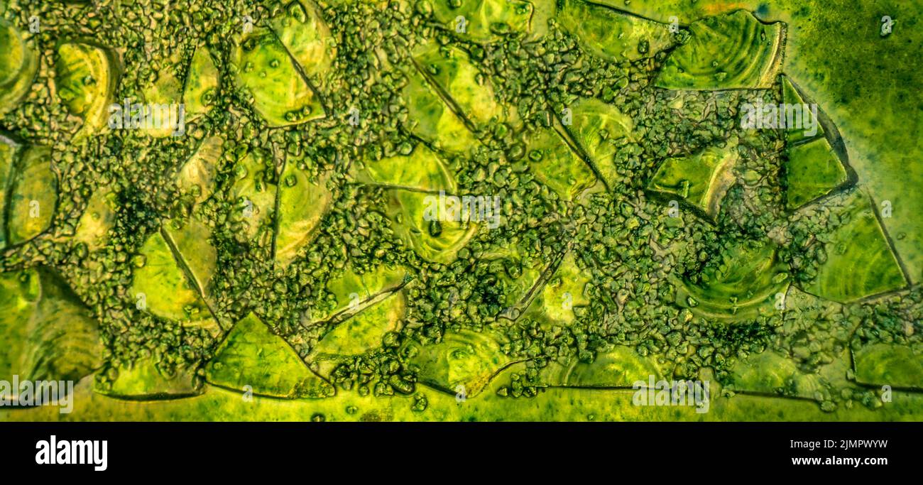 Green stained glass window texture background Stock Photo - Alamy