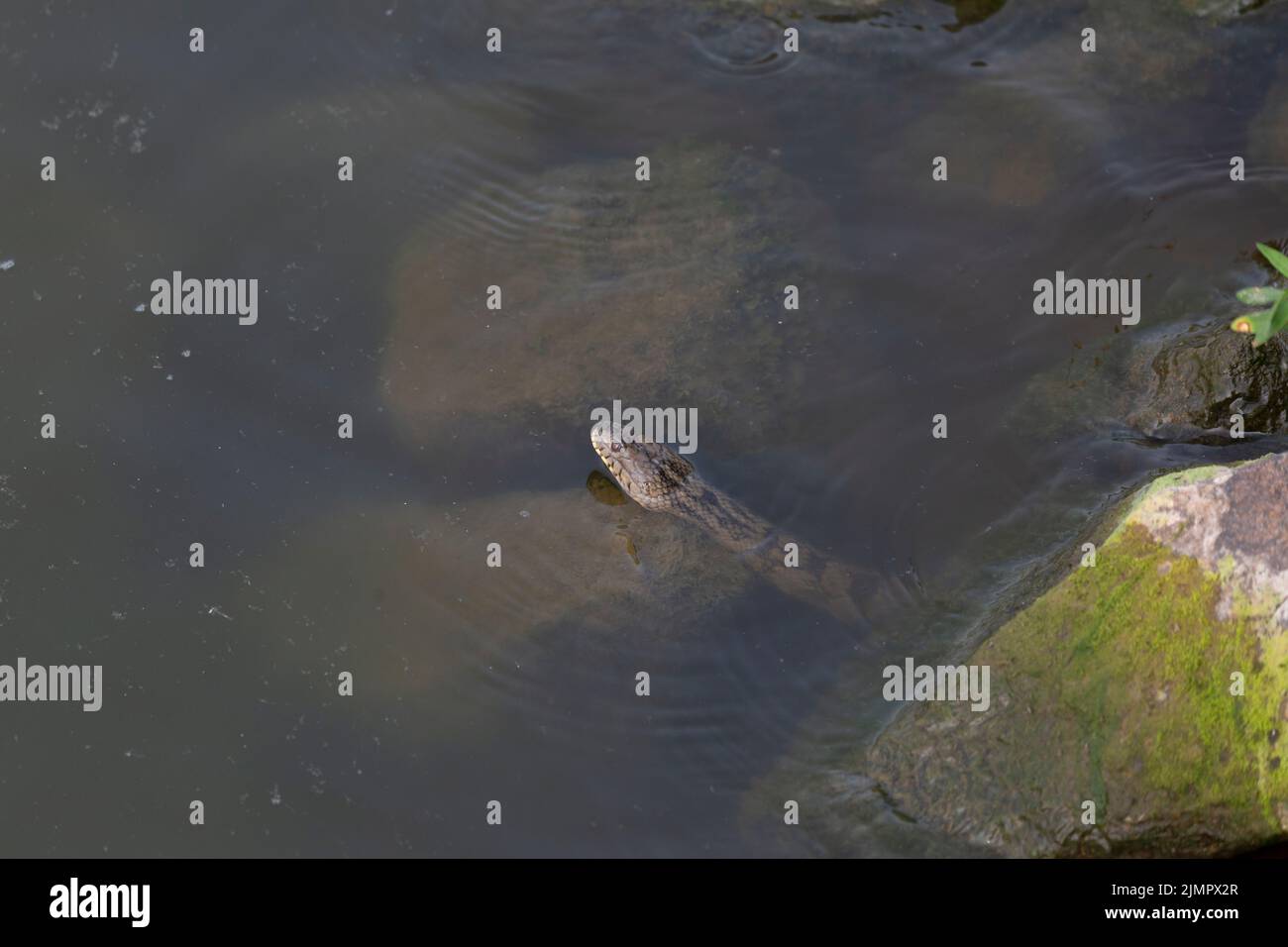 Diamondback water snake (Nerodia rhombifer) resting between rocks in ...