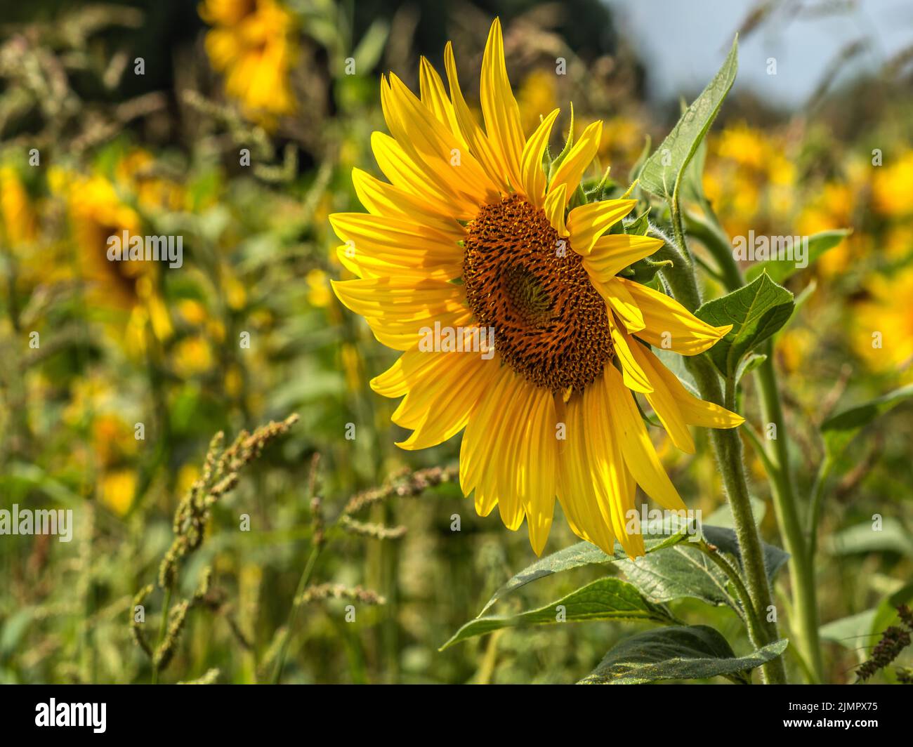 FLORA : Sunflowers Stock Photo - Alamy