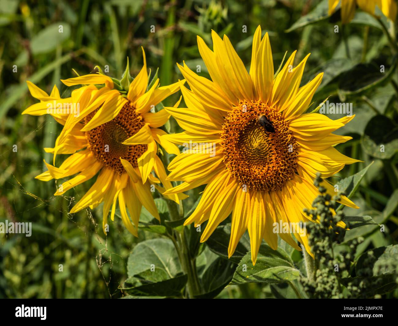 Sommer sonnenblume hi-res stock photography and images - Alamy