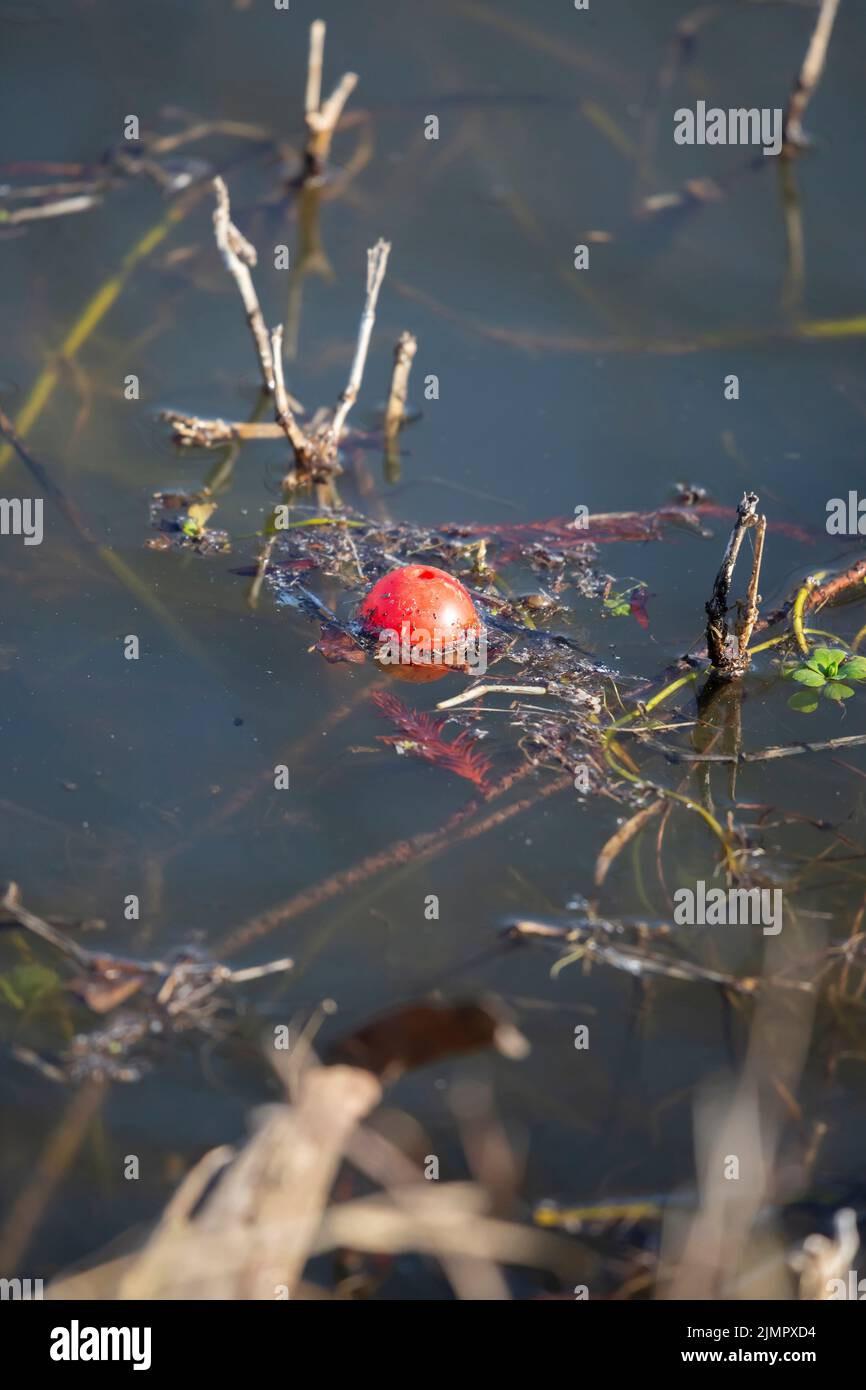 Red plastic bobber floating in foliage in shallow water Stock Photo - Alamy